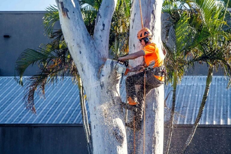 Tree Lopping Logan Co - Tree Removal Service Experts